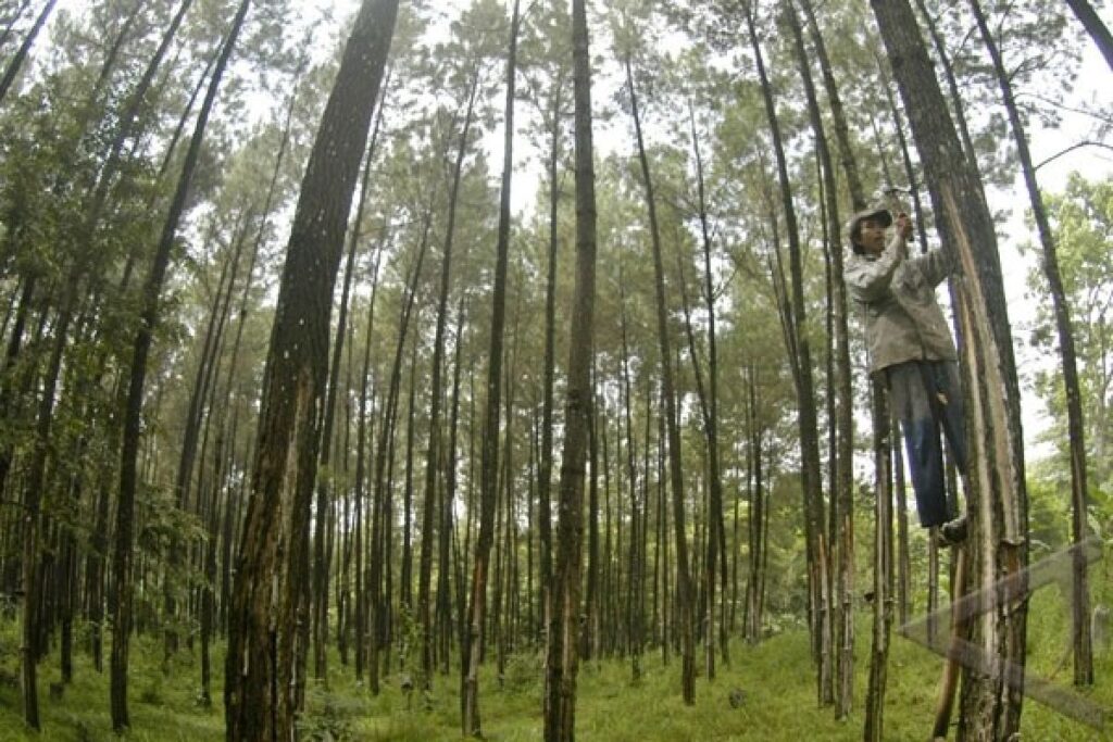 Pohon Pinus: Keindahan Dan Manfaatnya Bagi Kehidupan
