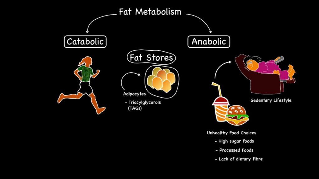 Understanding Fat Metabolism: The Key To Energy And Health